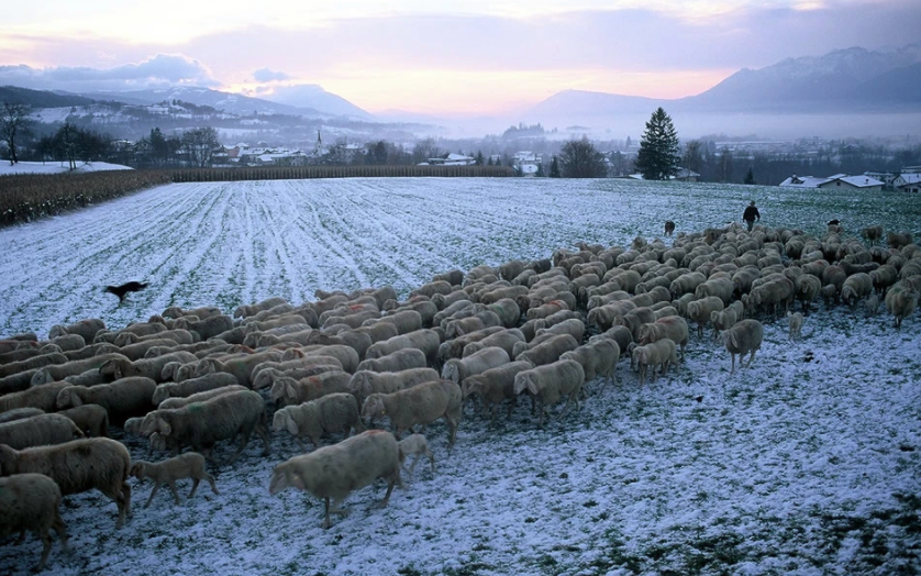 Shepherds and Alpine Guides. Worlds Apart? | AKU Outdoor CA